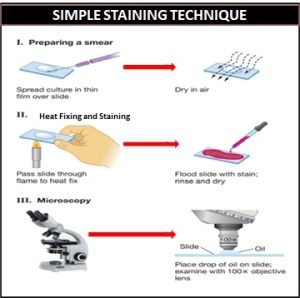 Simple Staining - A simplified Technique for Identification of Microbes - PharmaJia
